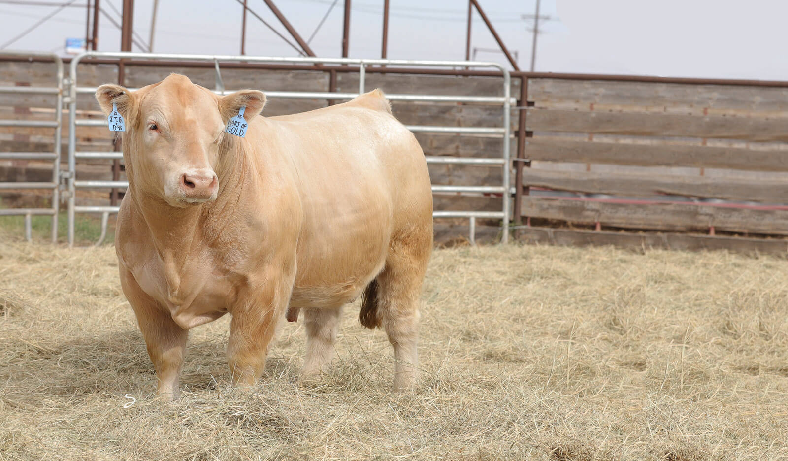 Home - Jendrusch Livestock - Cattle and Goat Operation in Texas